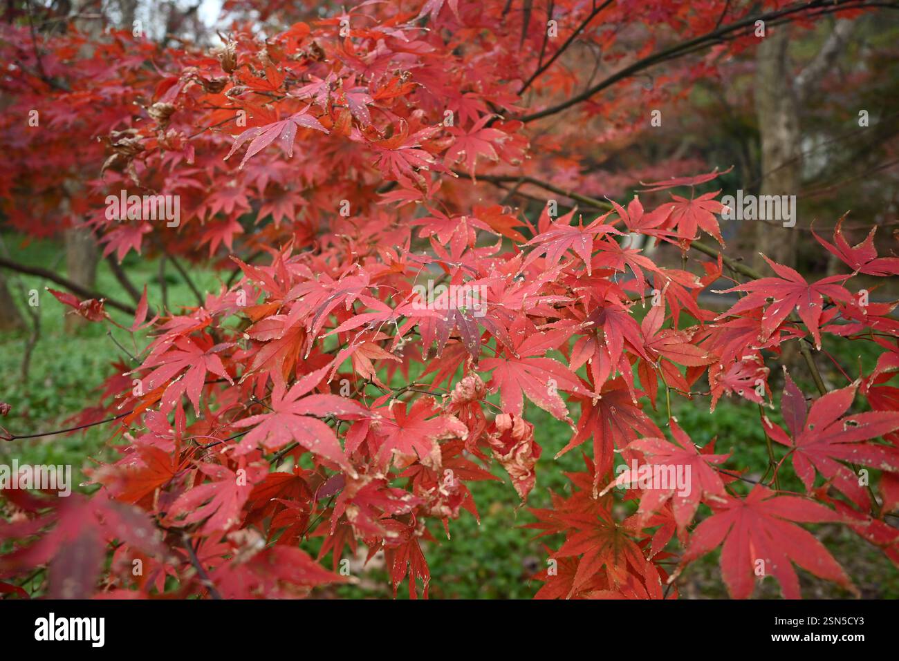 Maple like foliage hi-res stock photography and images - Alamy