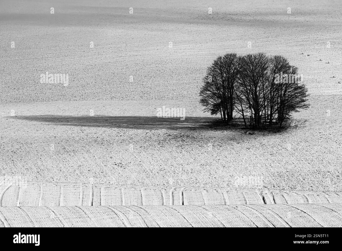 Trees casting a shadow over a snow covered hillside in rural Sussex ...