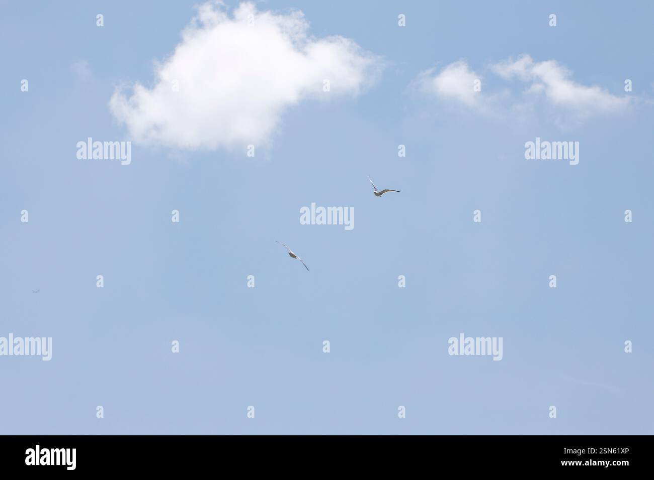 Two birds flying in front of an almost completely blue sky in the ...