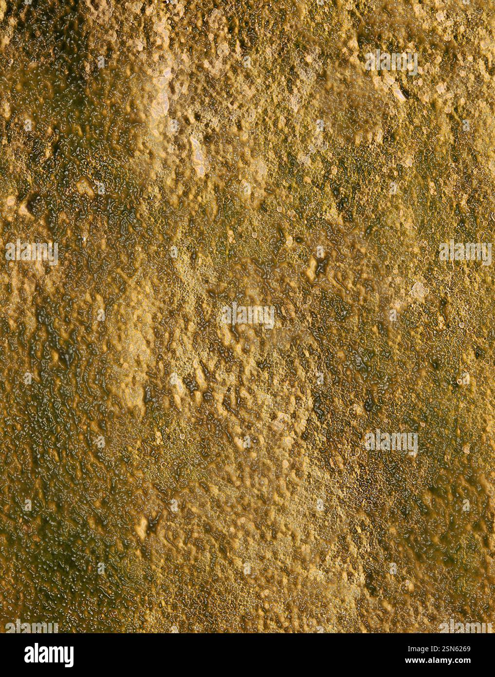 Moss and mold growing on concrete wall creating textured background ...