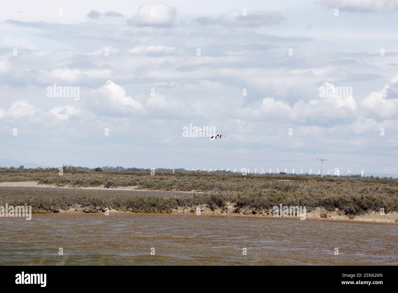 Three flying rose flamingos in a typical landscape of the Camargue ...