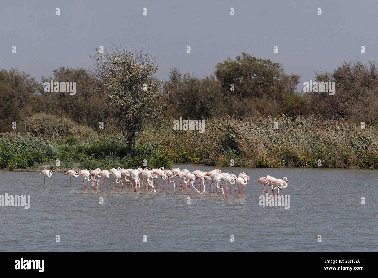 Group of rose flamingos in the Camargue, France Stock Photo - Alamy