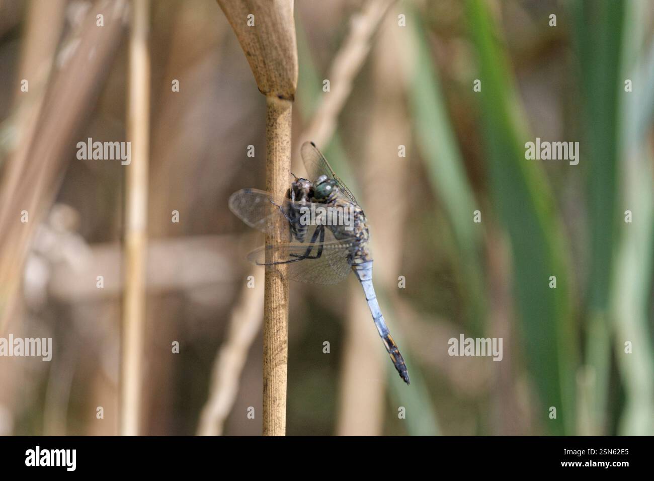 Dragonfly with prey on a thick gras blade in the Camargue, France Stock ...