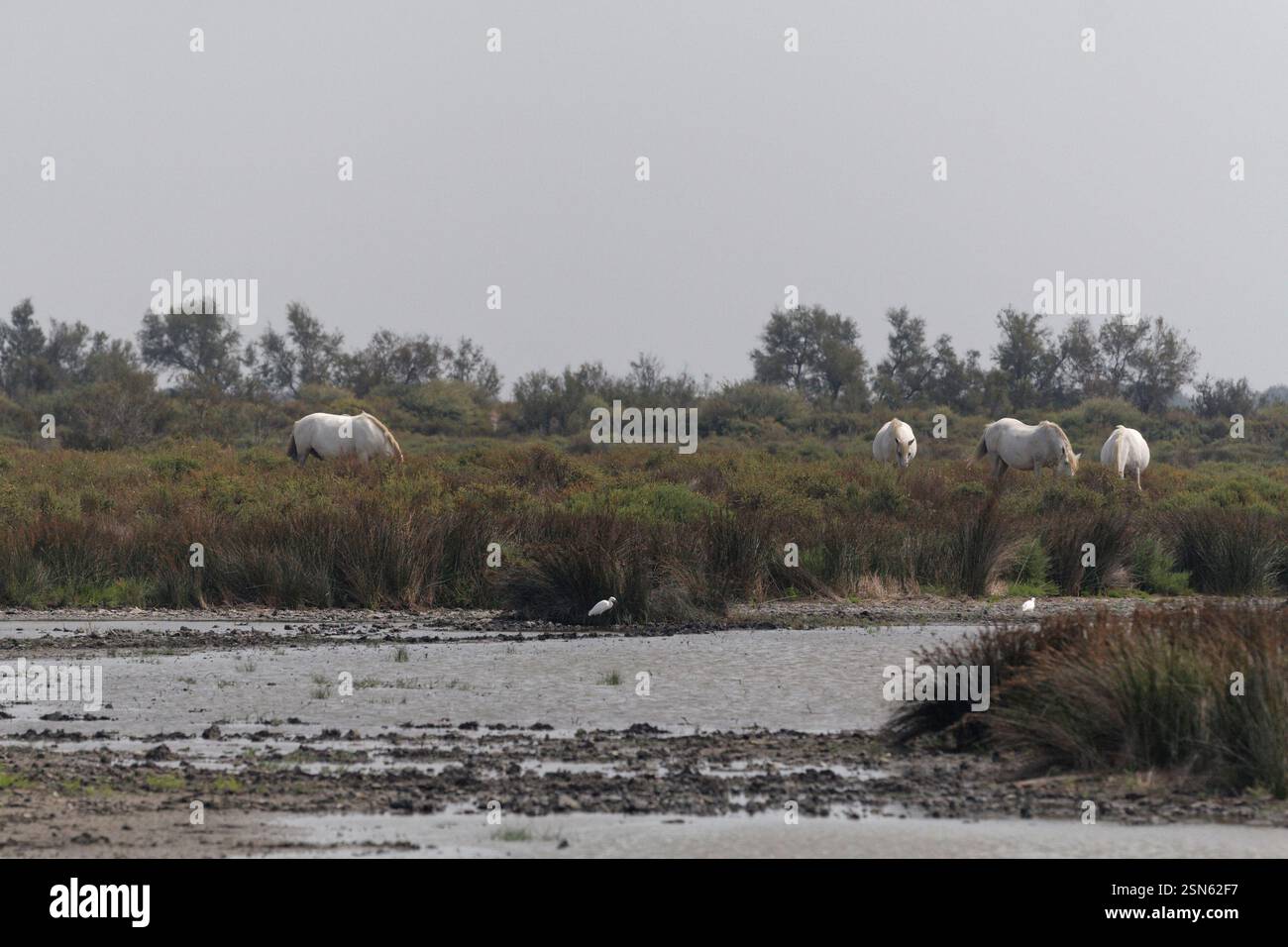 Four horses in the Camargue, France Stock Photo - Alamy