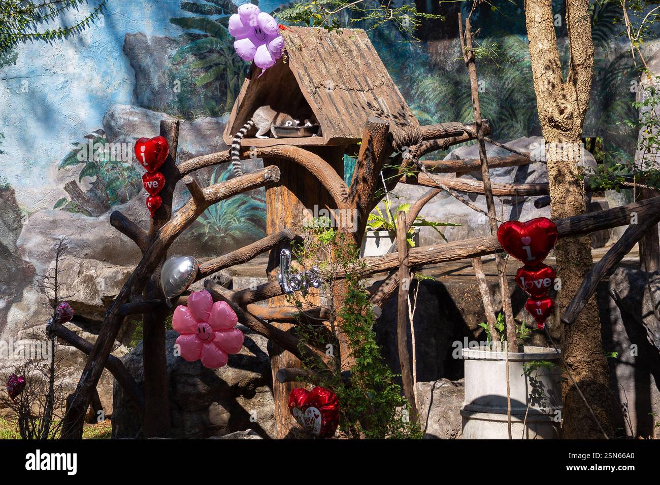 A Ring-tailed lemur inside an exhibit decorated for Valentine’s Day ...