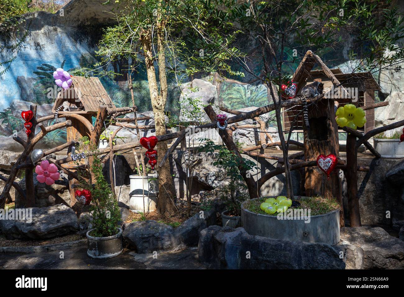 Ring-tailed lemurs inside an exhibit decorated for Valentine’s Day 2025 ...