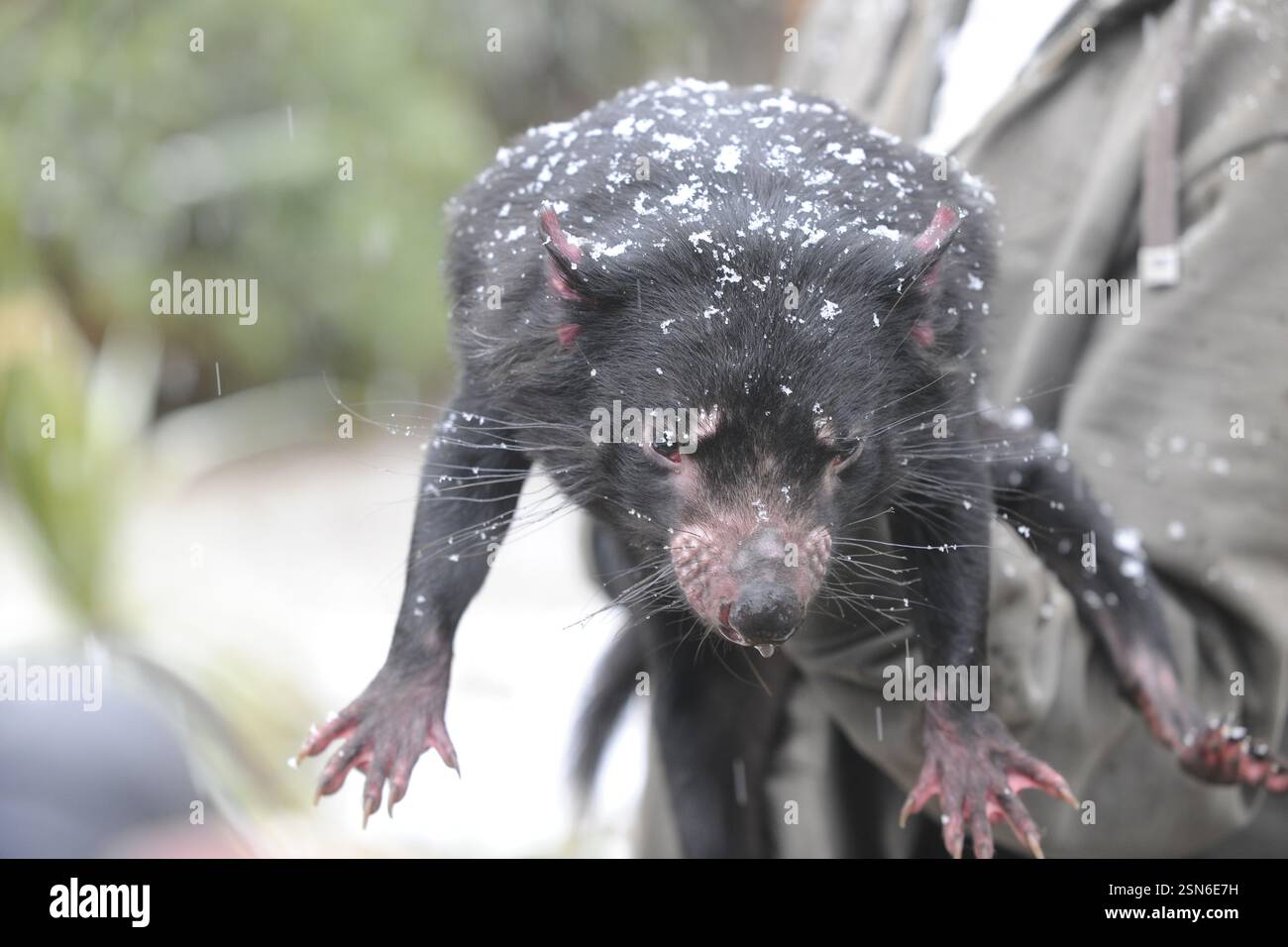 Prag, Czech Republic. 13th Feb, 2025. An animal keeper holds a ...
