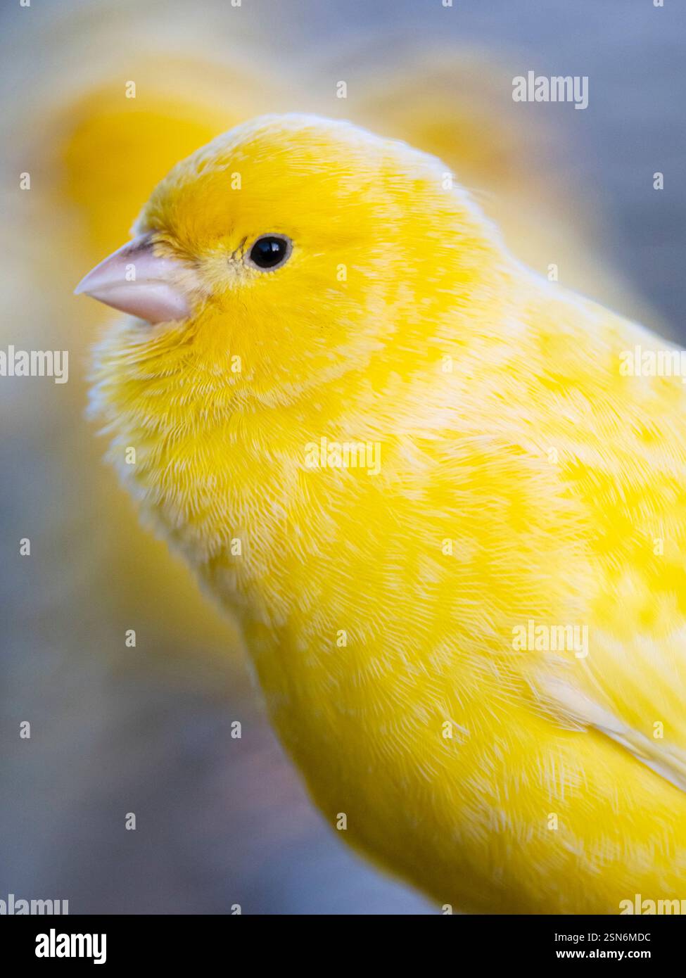 Canary in a cage in the pit village at Beamish Open Air Museum, County ...