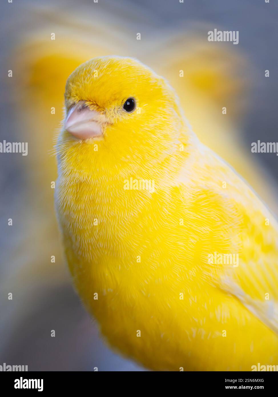 Canary in a cage in the pit village at Beamish Open Air Museum, County ...