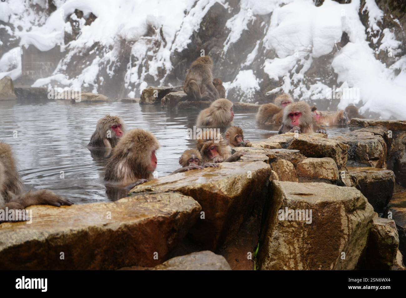 Snow monkeys of Japan, Jigokudani Monkey Park, Joshinetsu Kogen ...
