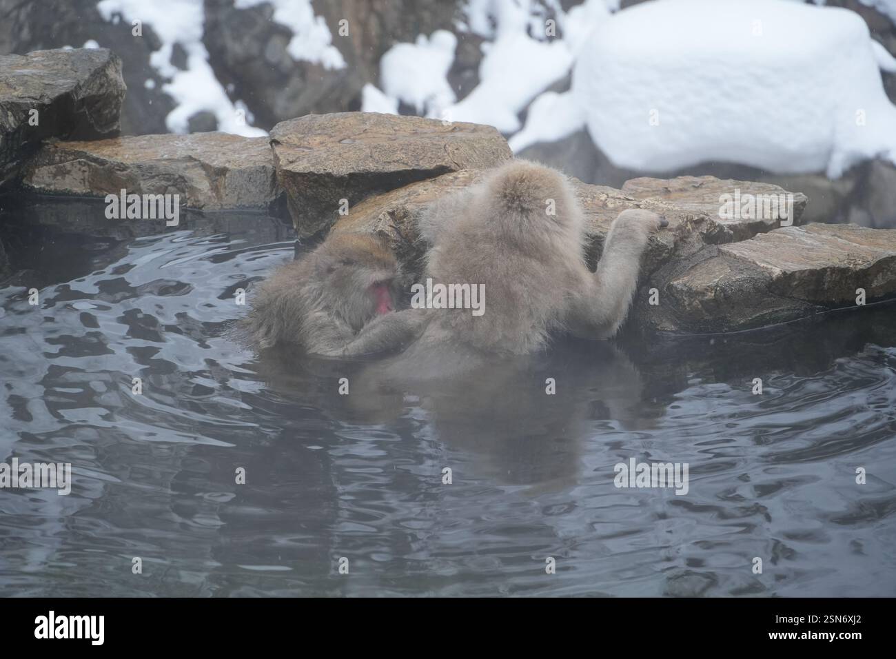 Snow monkeys of Japan, Jigokudani Monkey Park, Joshinetsu Kogen ...