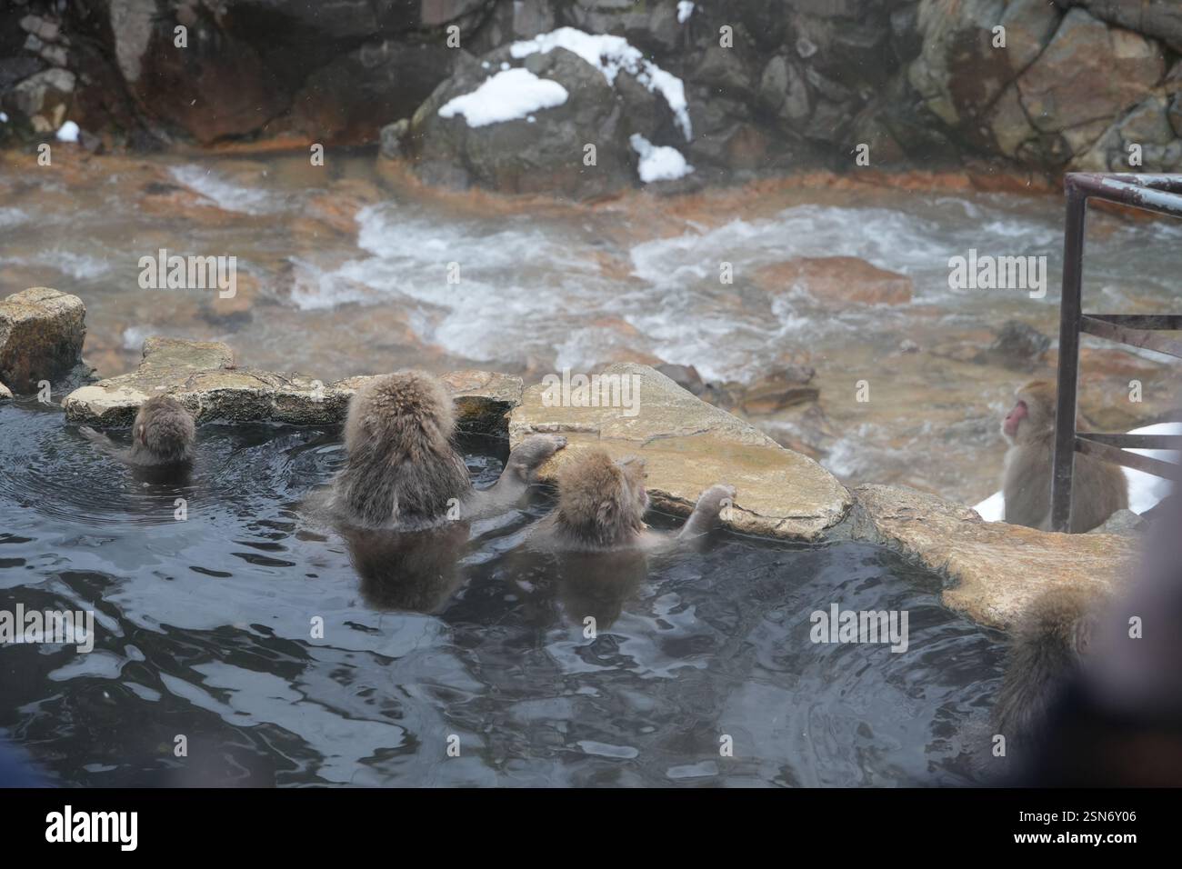 Snow monkeys of Japan, Jigokudani Monkey Park, Joshinetsu Kogen ...