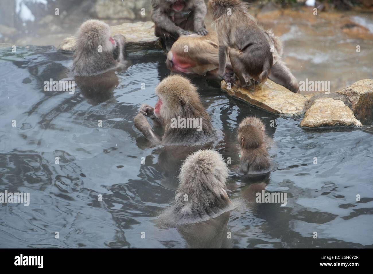 Snow monkeys of Japan, Jigokudani Monkey Park, Joshinetsu Kogen National Park, Nagano prefecture ...