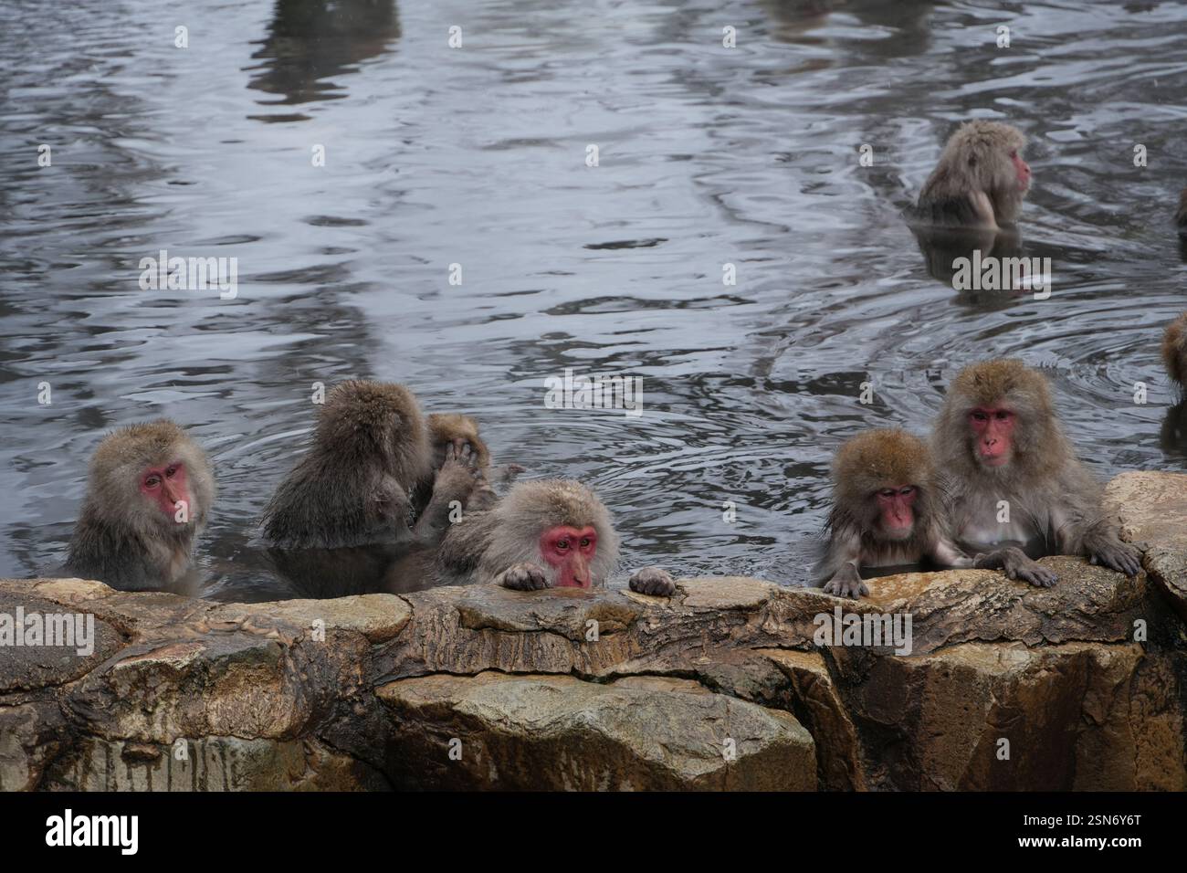 Snow monkeys of Japan, Jigokudani Monkey Park, Joshinetsu Kogen ...