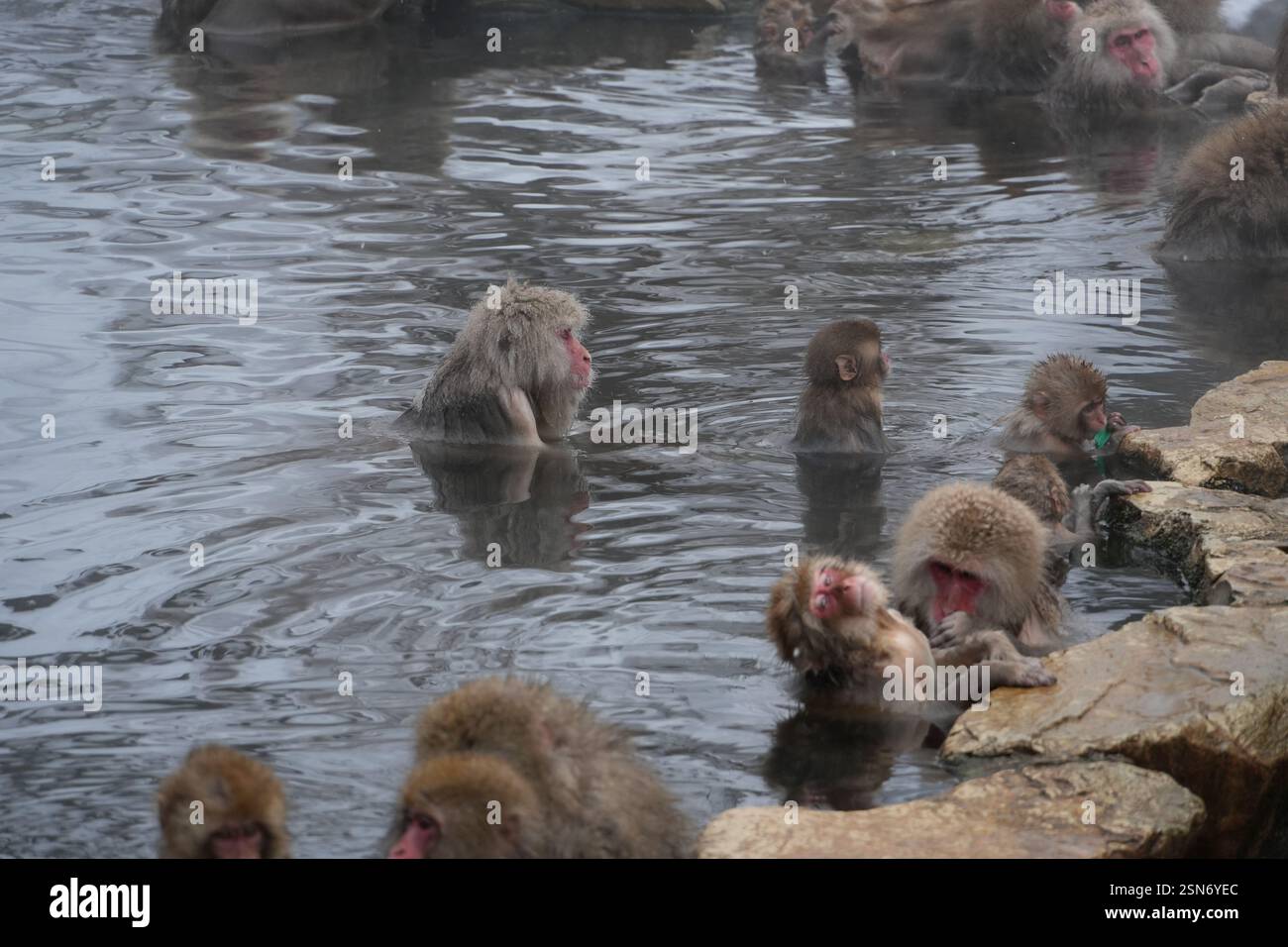 Snow monkeys of Japan, Jigokudani Monkey Park, Joshinetsu Kogen ...