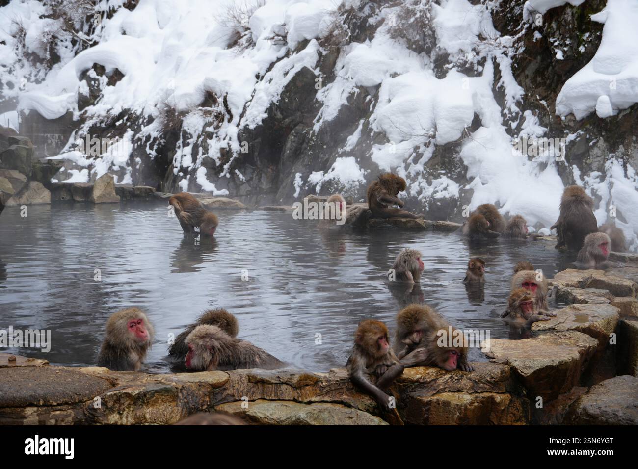 Snow monkeys of Japan, Jigokudani Monkey Park, Joshinetsu Kogen ...