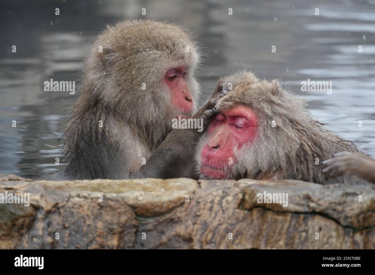 Snow monkeys of Japan, Jigokudani Monkey Park, Joshinetsu Kogen ...