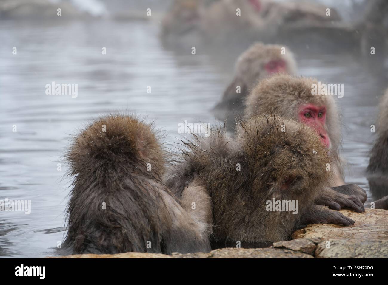 Snow monkeys of Japan, Jigokudani Monkey Park, Joshinetsu Kogen ...