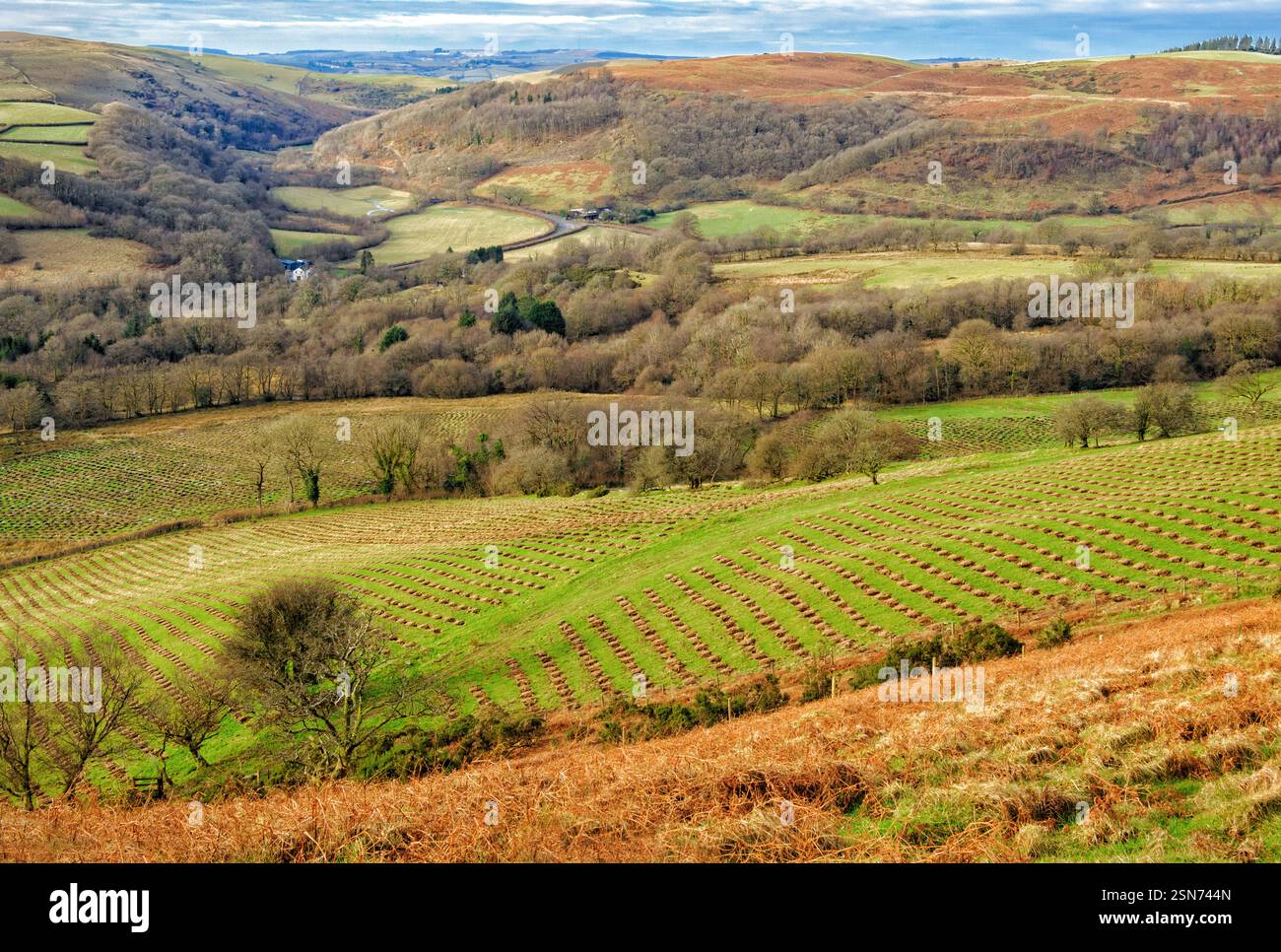 Large scale tree planting on machine made mounds of earth on farmland ...