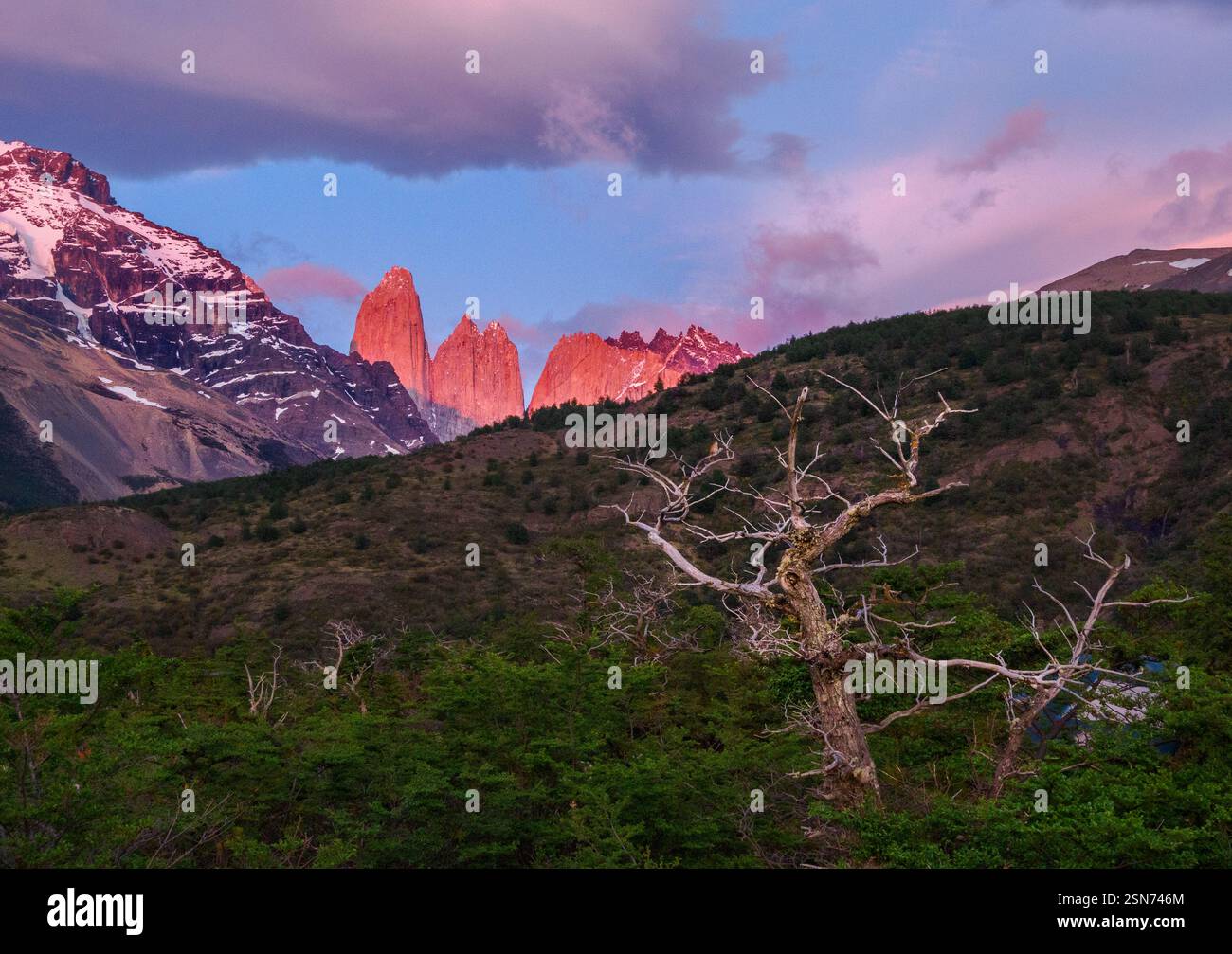 Dead lenga tree hi-res stock photography and images - Alamy