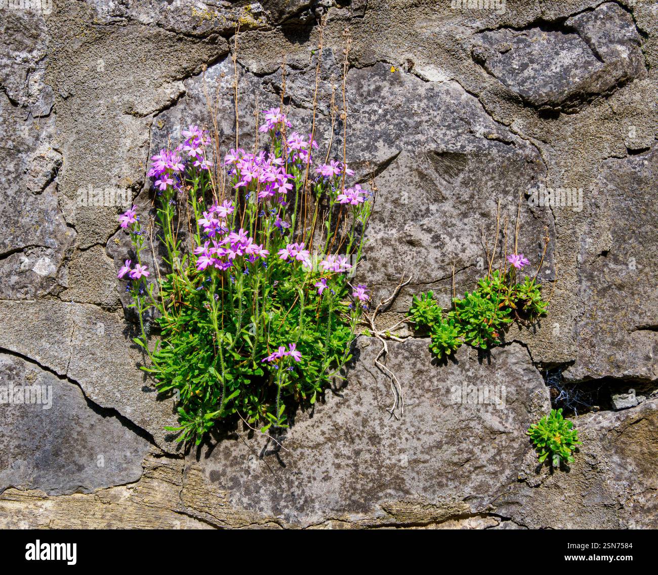 Fairy Foxglove Erinus alpinus growing in an old calcareous wall in ...