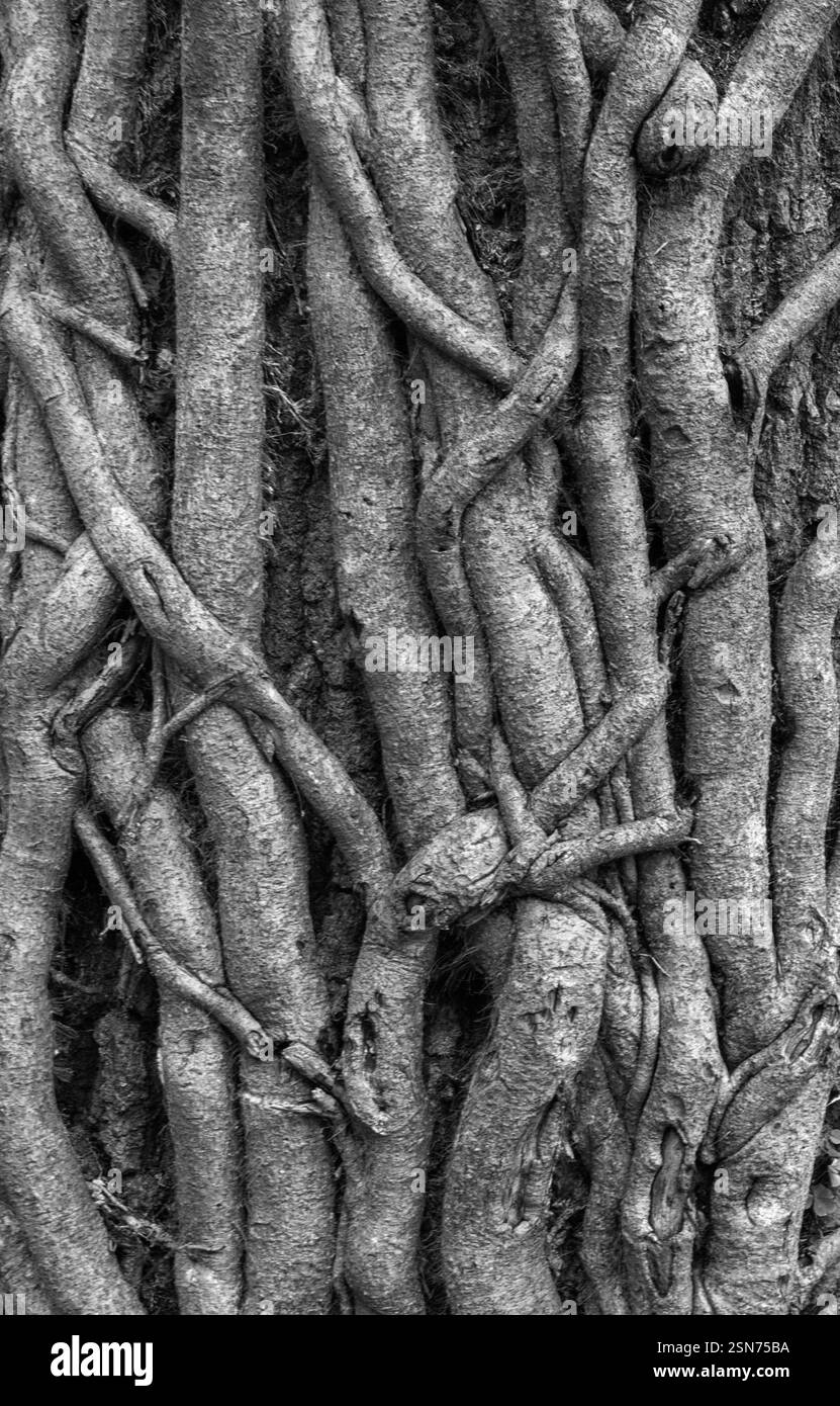 Complex mesh of intertwined and fused ivy stems shrouding the trunk of ...