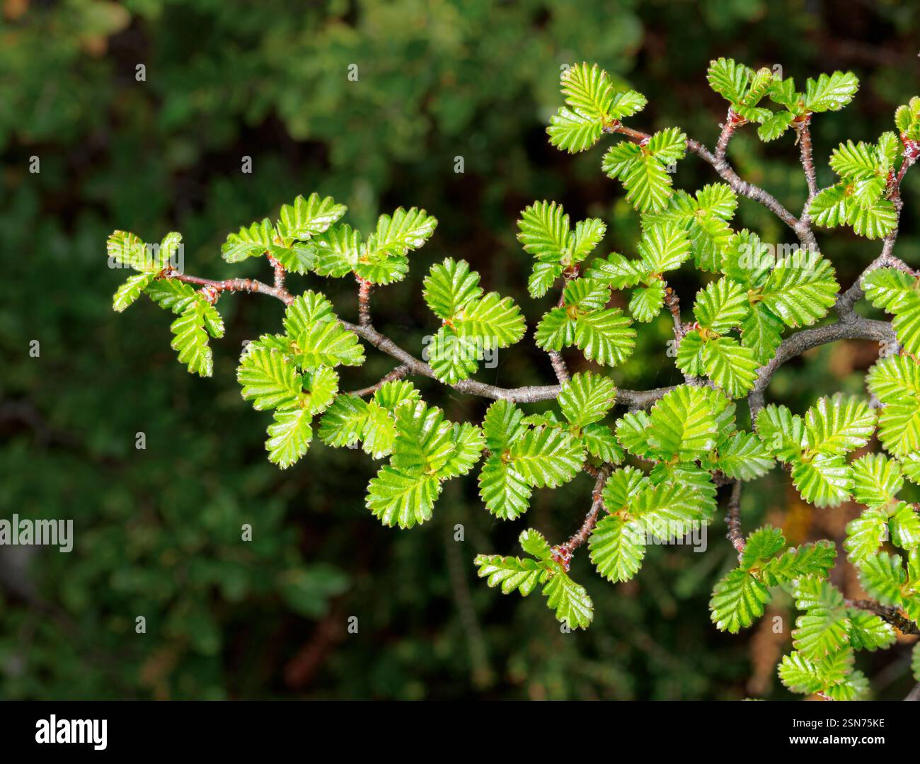 Lenga nothofagus pumilio argentina hi-res stock photography and images ...