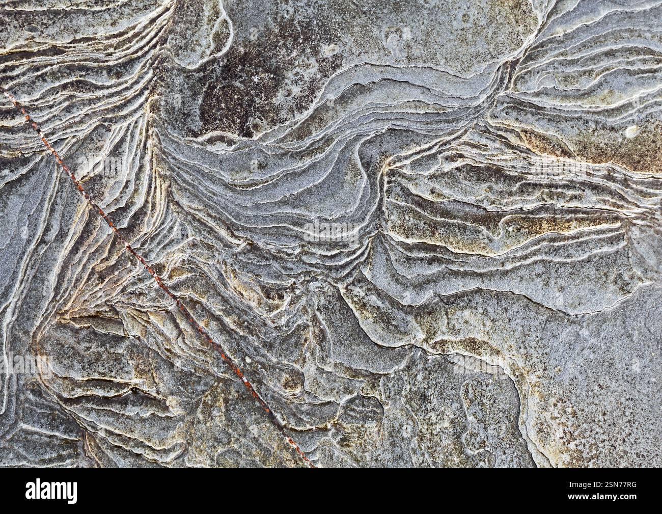 Patterns in Nature #6 Stock Photo - Alamy
