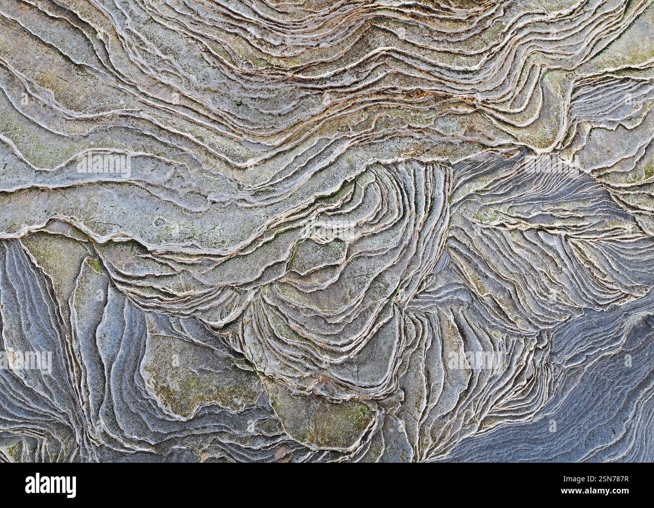 Patterns in Nature #1 Stock Photo - Alamy