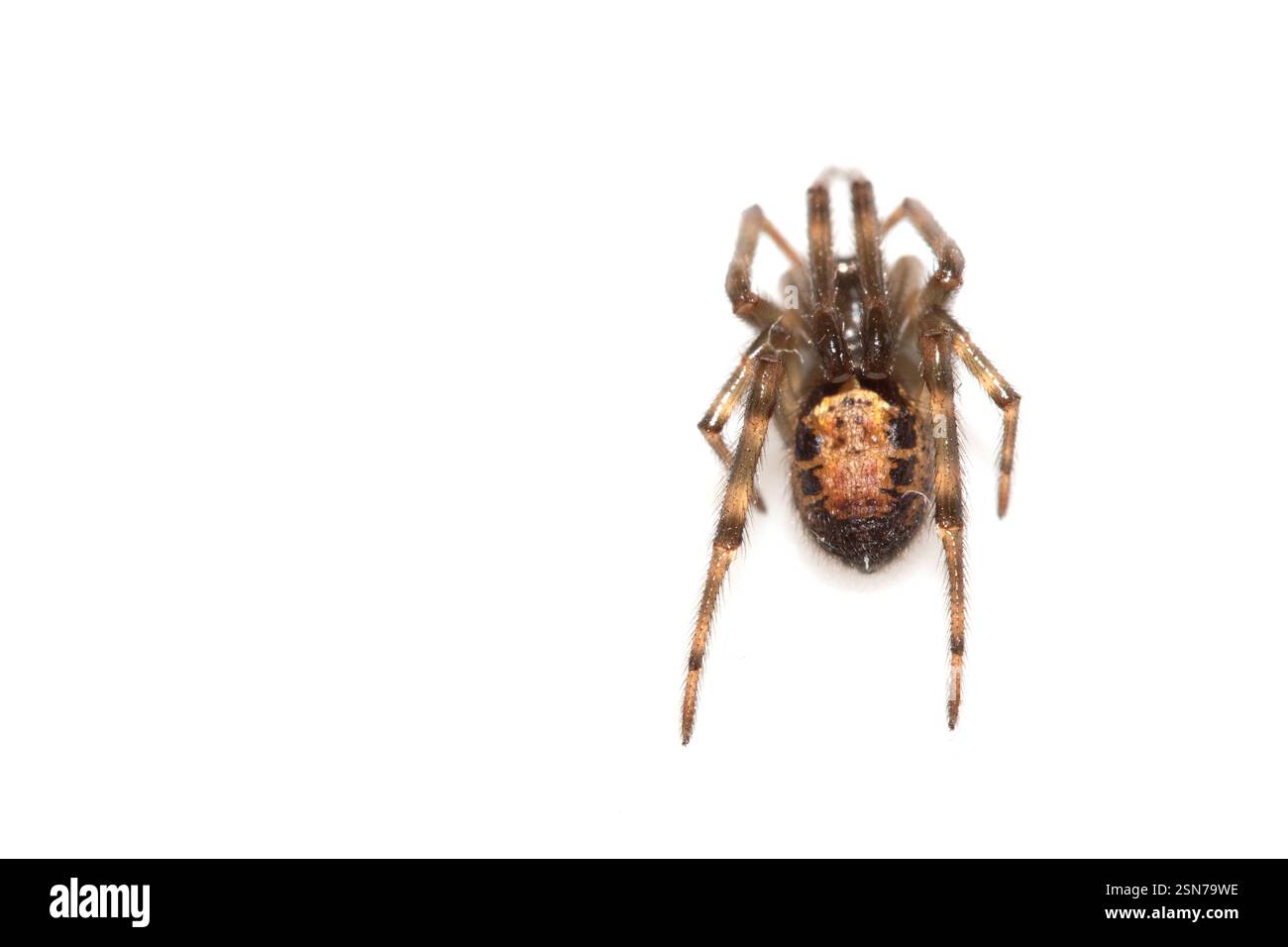 Close Up of a Defensive Long Legged Arachnid Spider on a White ...