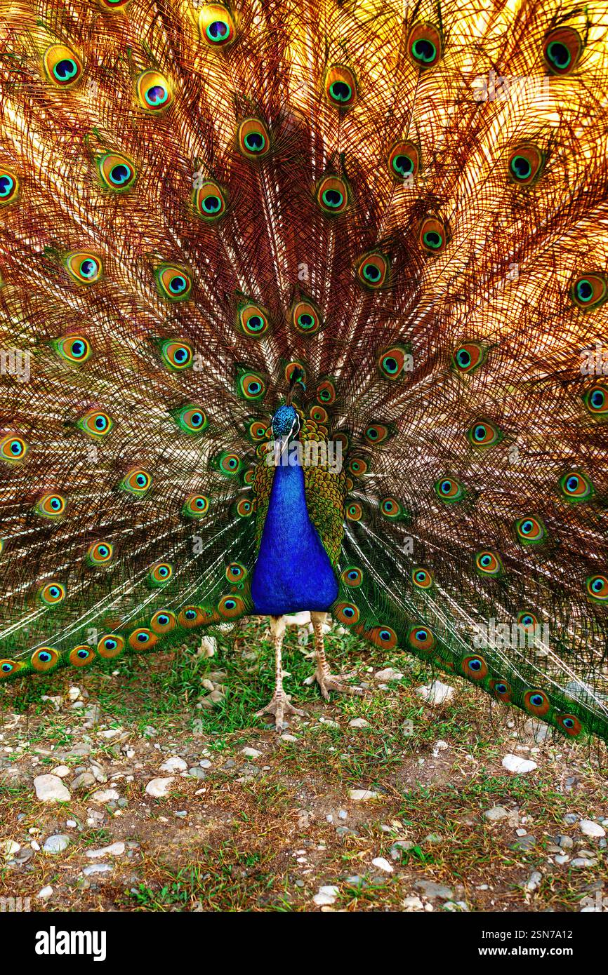 Vibrant peacock displays plumage in lush green setting during bright ...