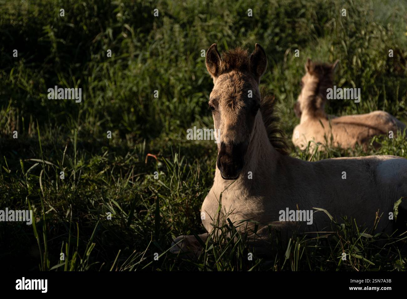 Wild foals laying in the grass Stock Photo - Alamy