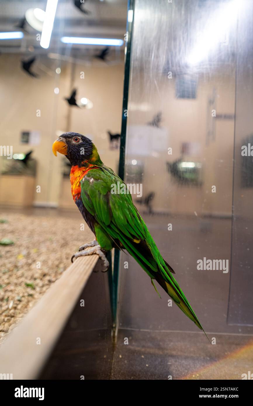 A calm rainbow lorikeet sits on a perch, with a reflective glass ...
