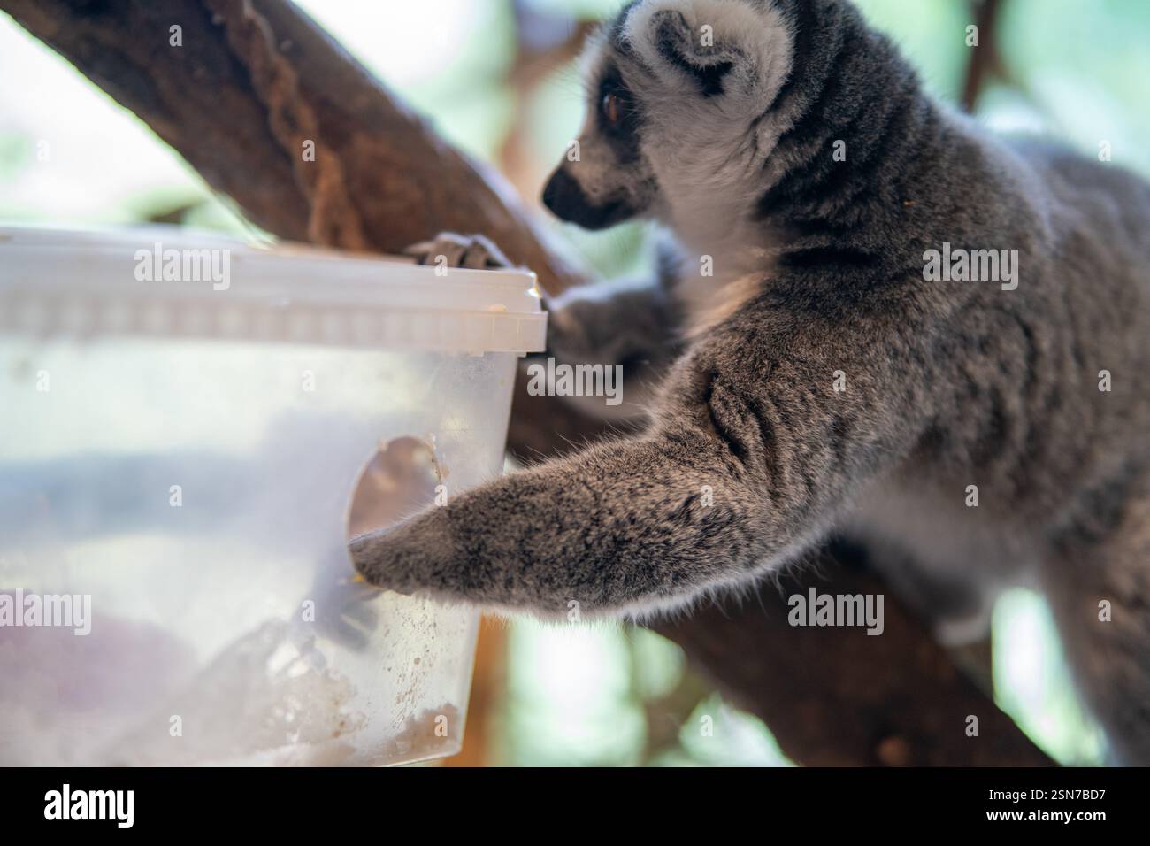 Close view of a lemur using its hands to explore a feeding box amidst a ...