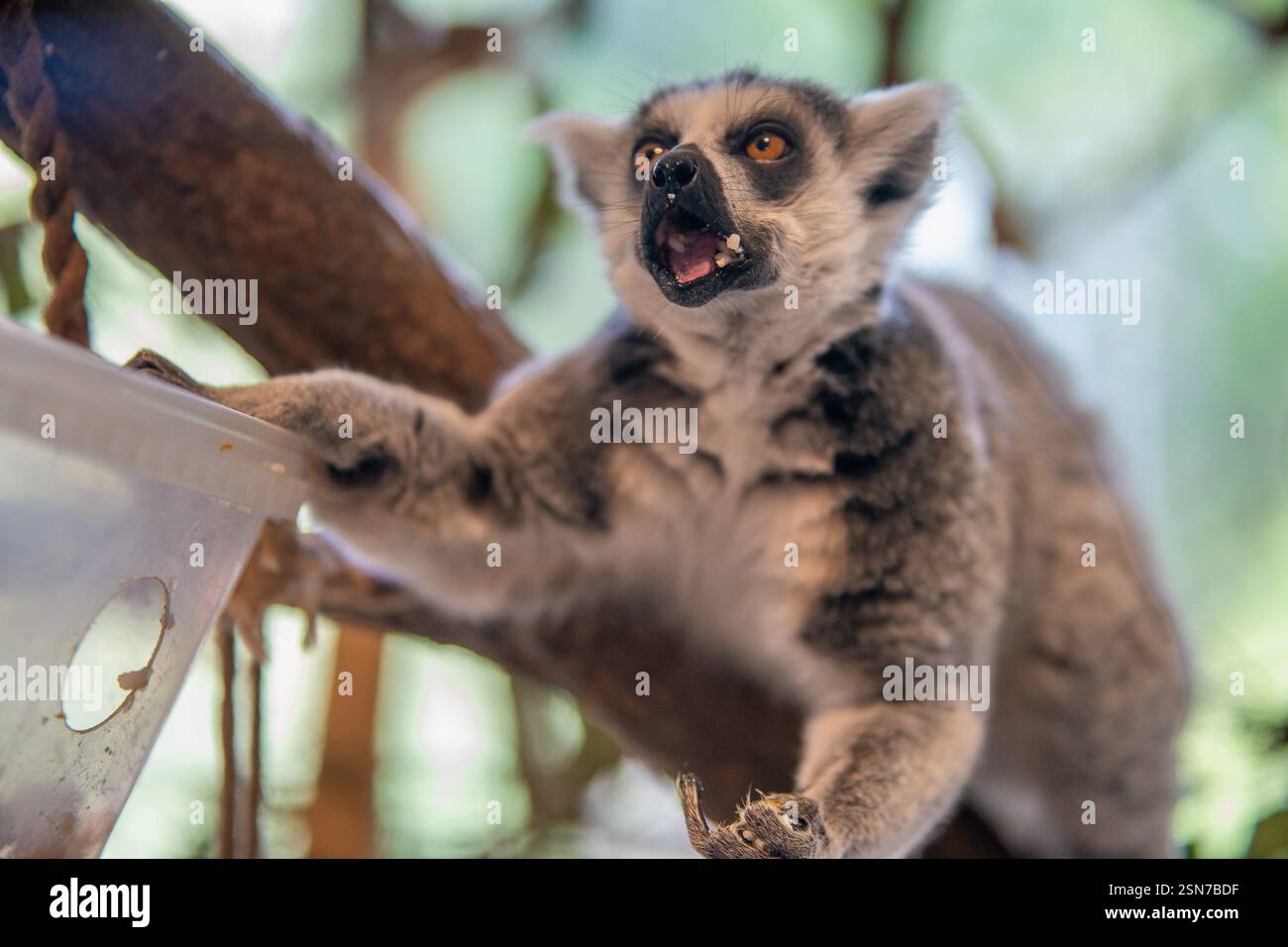 An expressive lemur opens its mouth wide while reaching for food in a ...