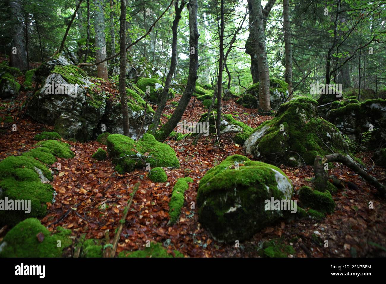 Perucica - one of the last primeval forests in Europe in Sutjeska ...