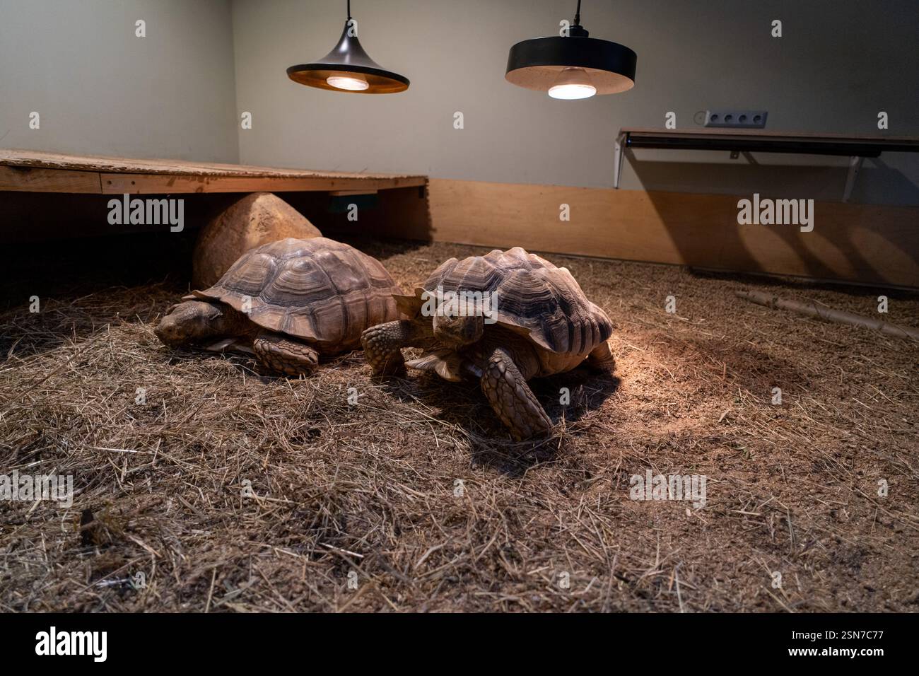 Two tortoises under suspended lights, showcasing their textured shells ...