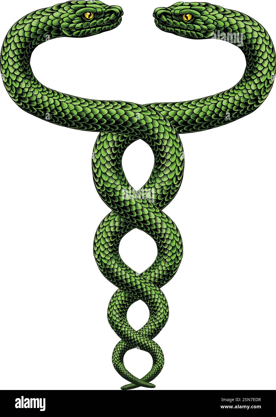Snakes Coiled Twin Serpents Vintage Illustration Stock Vector Image ...