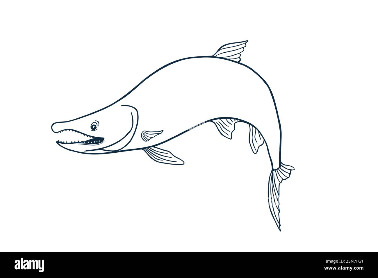 Single trout silhouette black white vector illustration. Salmon sketch ...