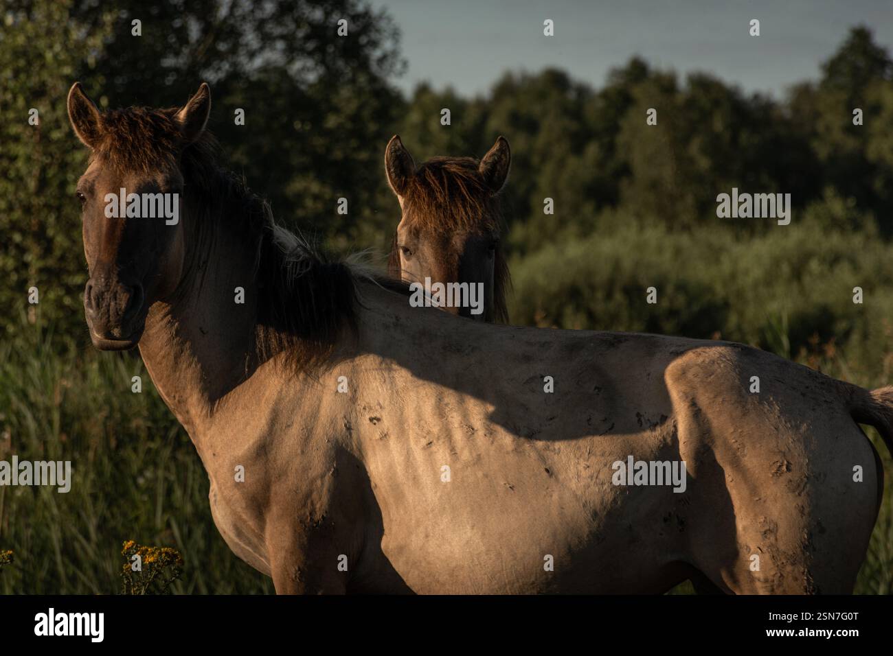 A horse's view from behind another horse Stock Photo - Alamy