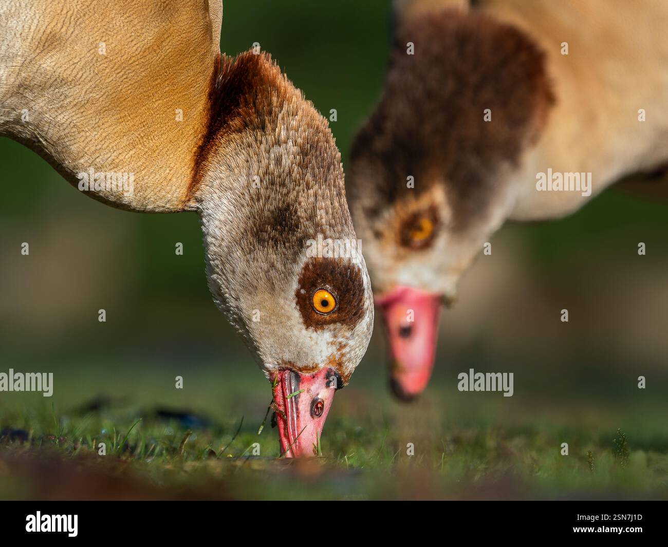 Egyptian Geese Foraging A Close-Up Moment in Nature Stock Photo - Alamy