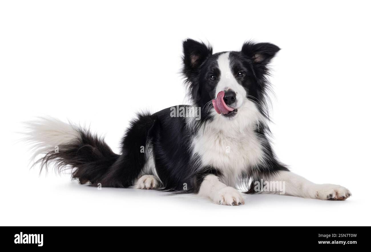 Charismatic typical black and white young adult Border Collie dog ...
