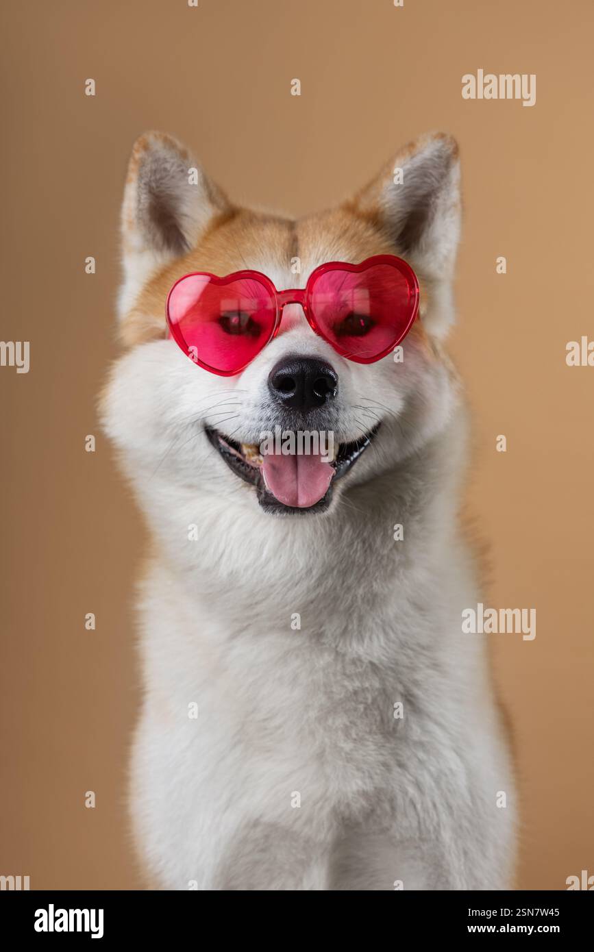 A portrait of an Akita Inu wearing pink glasses on a beige background ...