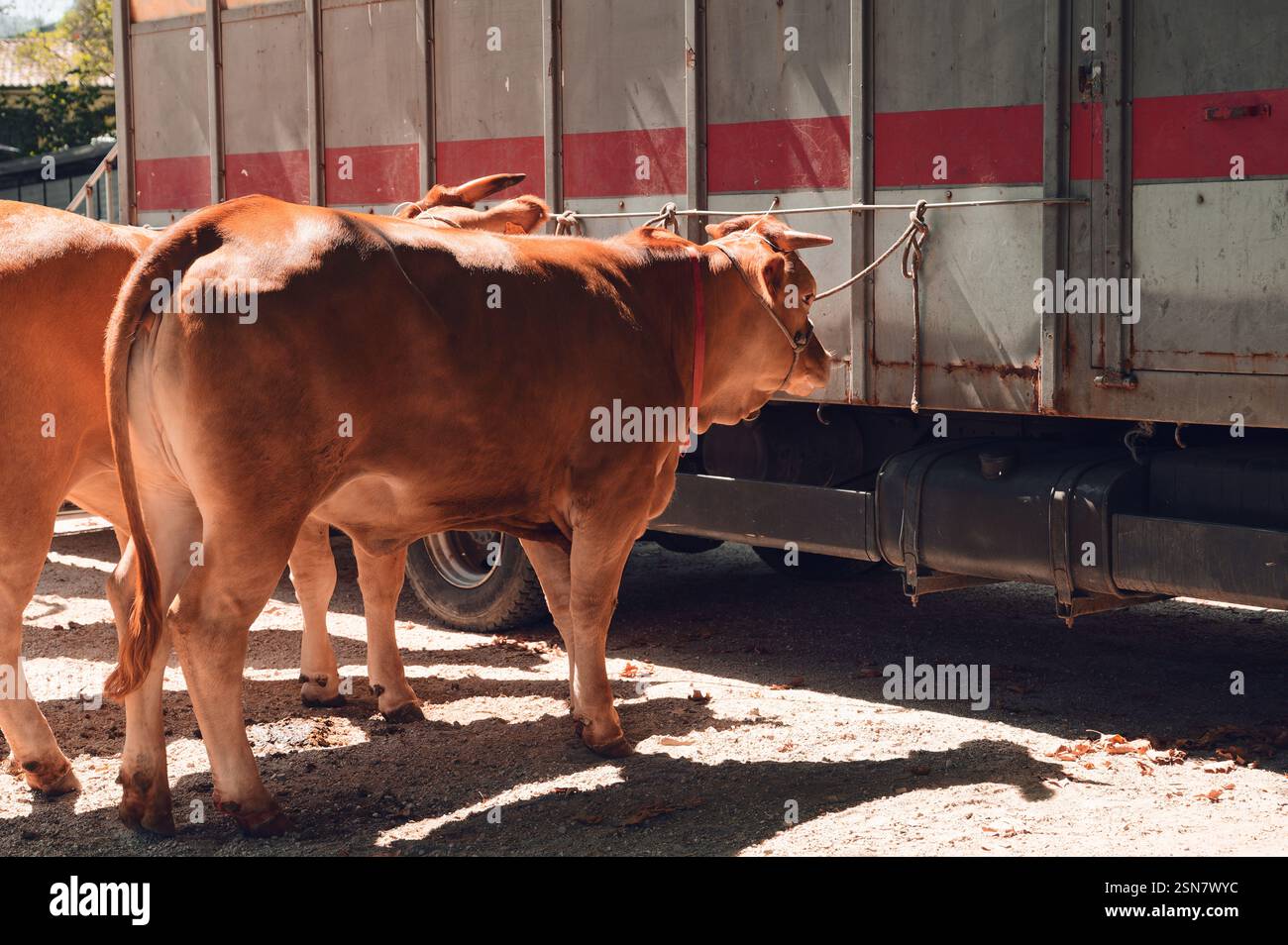 Brown cattle tied to a livestock truck at an animal auction, awaiting ...