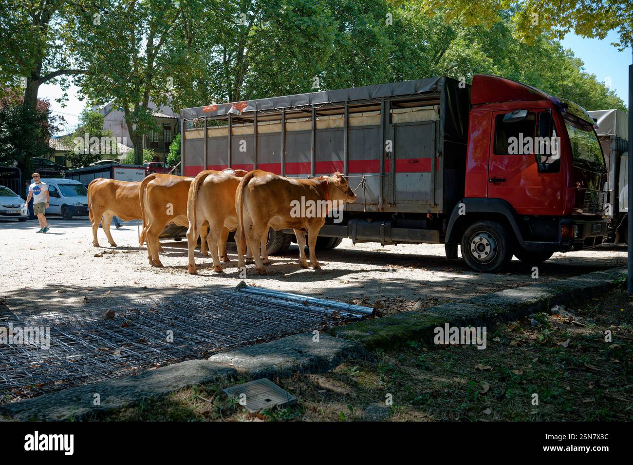 Cattle tied to a livestock truck at an outdoor auction Stock Photo - Alamy
