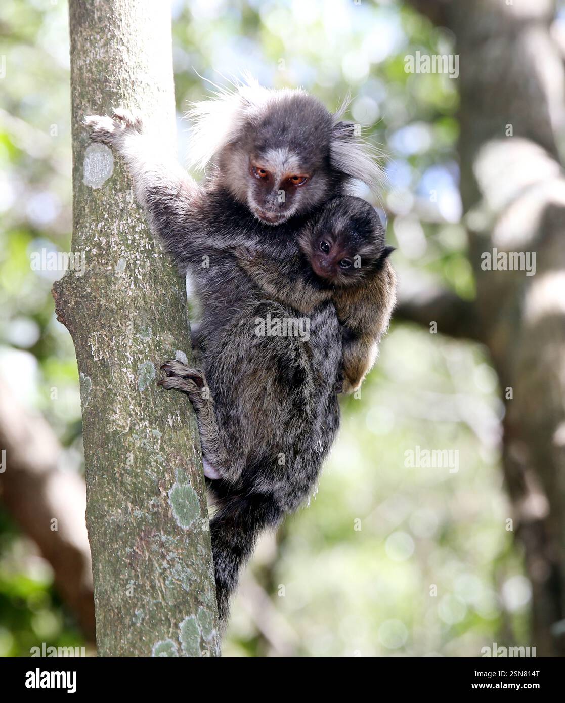 Marmosets infants hi-res stock photography and images - Alamy