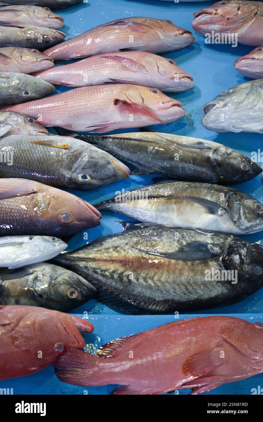 Fish market in Male,Maldives Stock Photo - Alamy