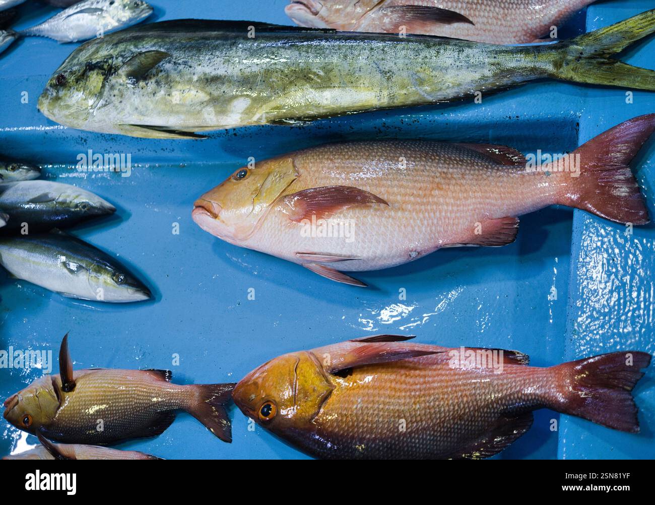 Fish market in Male,Maldives Stock Photo - Alamy