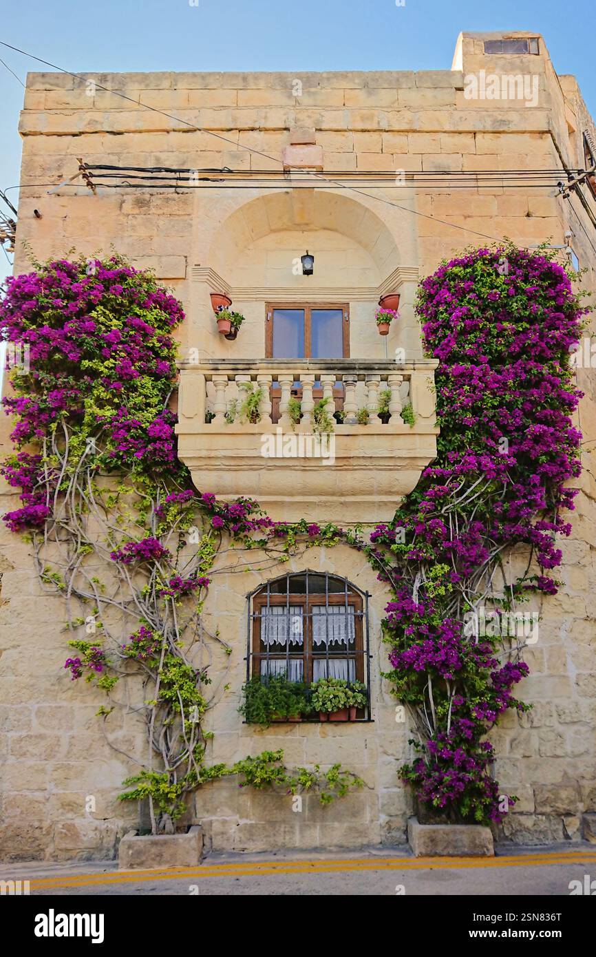 Maltese Stone House facade with Vibrant Bougainvillea Stock Photo - Alamy