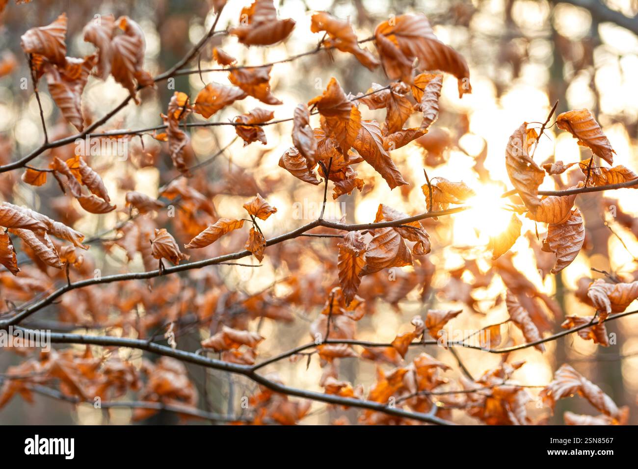 Evening sun shining through beautifully withered orange leaves in the ...